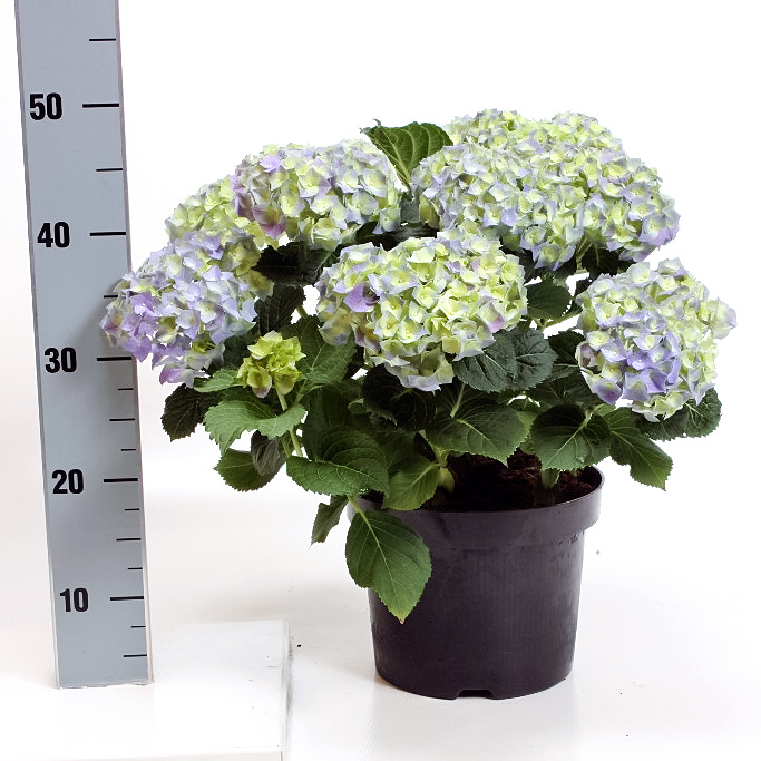 Hortensia Hydrangea Bela blauw 7+ 23 cm - Stolk Potplanten